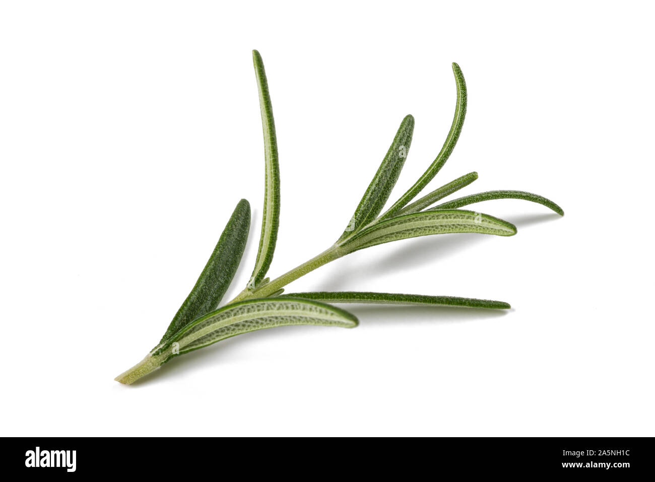 Rosemary sprig isolated on white background Stock Photo - Alamy
