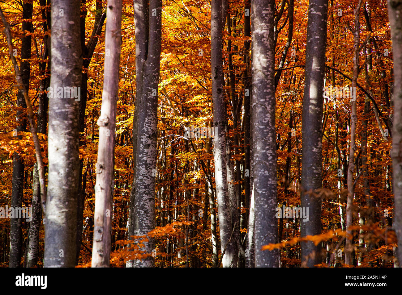 beautiful background of golden autumn forest Stock Photo - Alamy