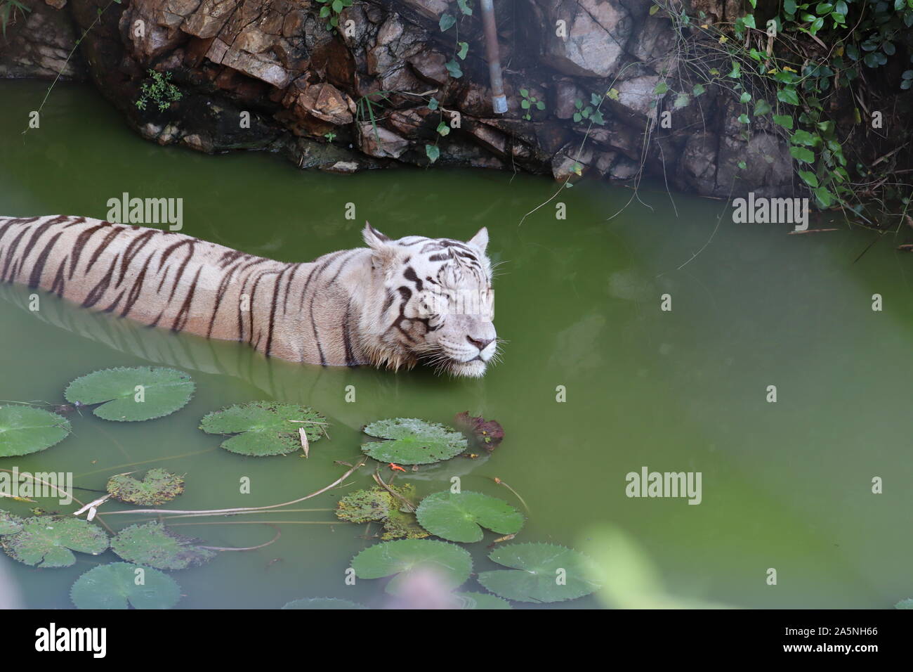 Tiger Swimming In The Wild