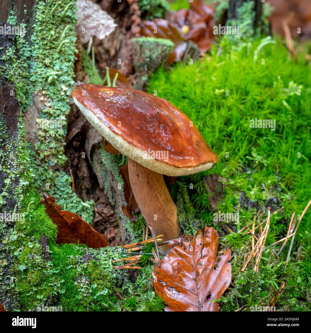 Grows on a stalk hi-res stock photography and images - Alamy
