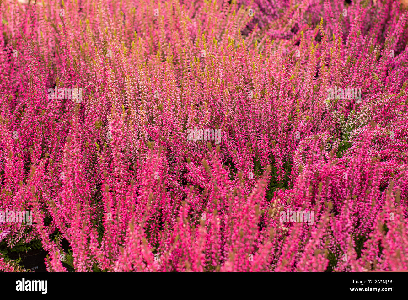 Blossom Heather Calluna background wallpaper backdrop. Pink magenta ...