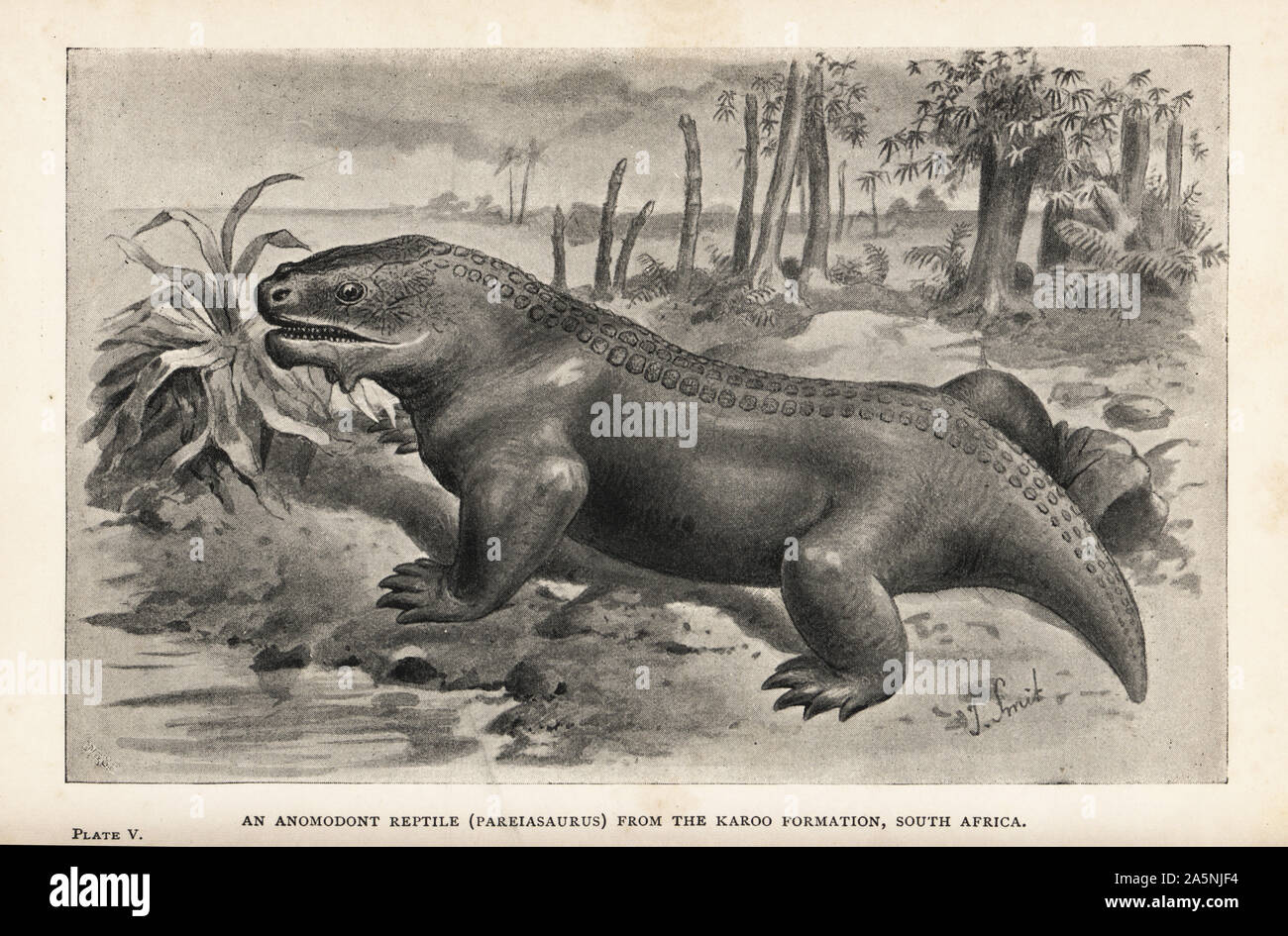 Reconstruction of a large Anomodont reptile, Pareiasaurus baini, from ...