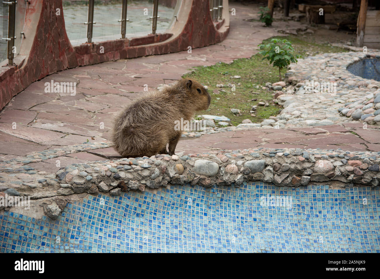 Capybara rodent mammal black hi-res stock photography and images - Alamy