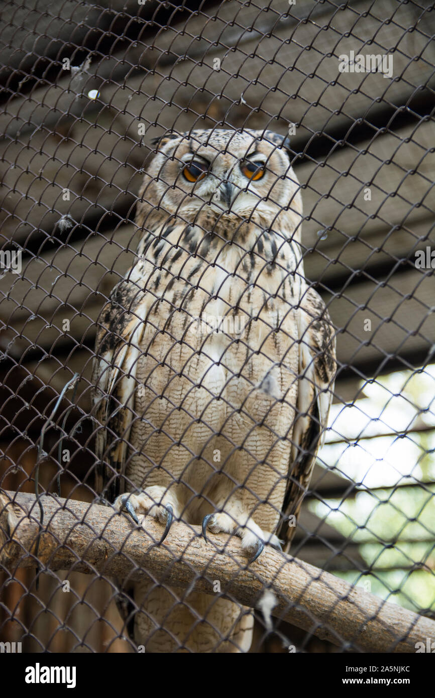 Owl cage hi-res stock photography and images - Alamy