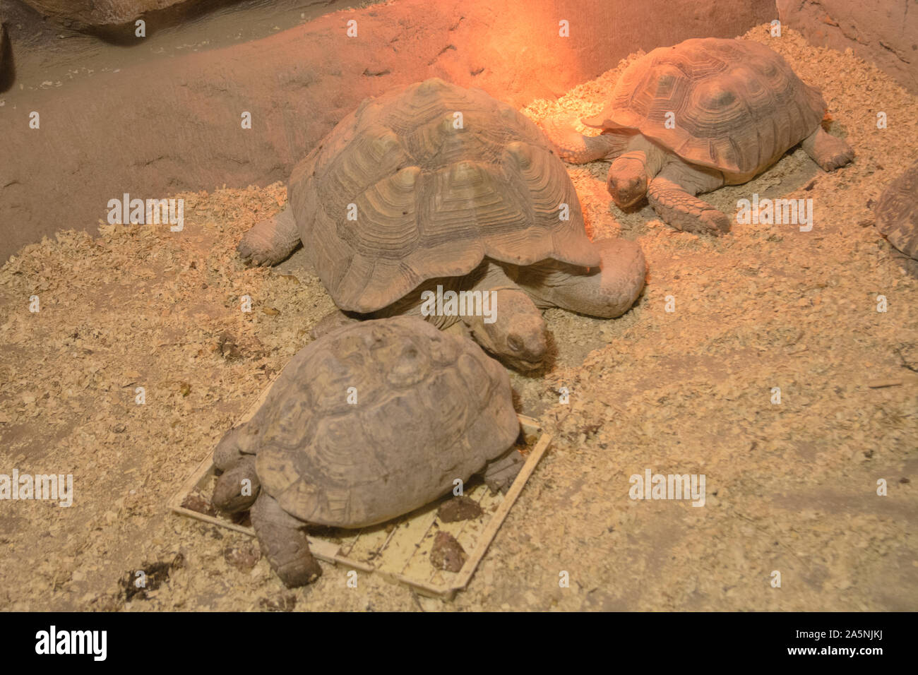 Turtles walking slowly across the field Stock Photo - Alamy