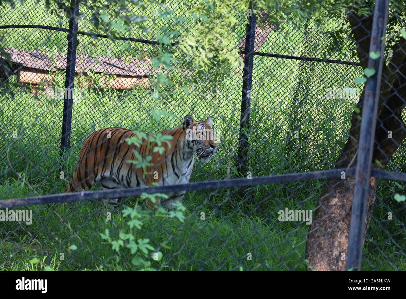 Tiger walking jungle animal plant hi-res stock photography and images ...
