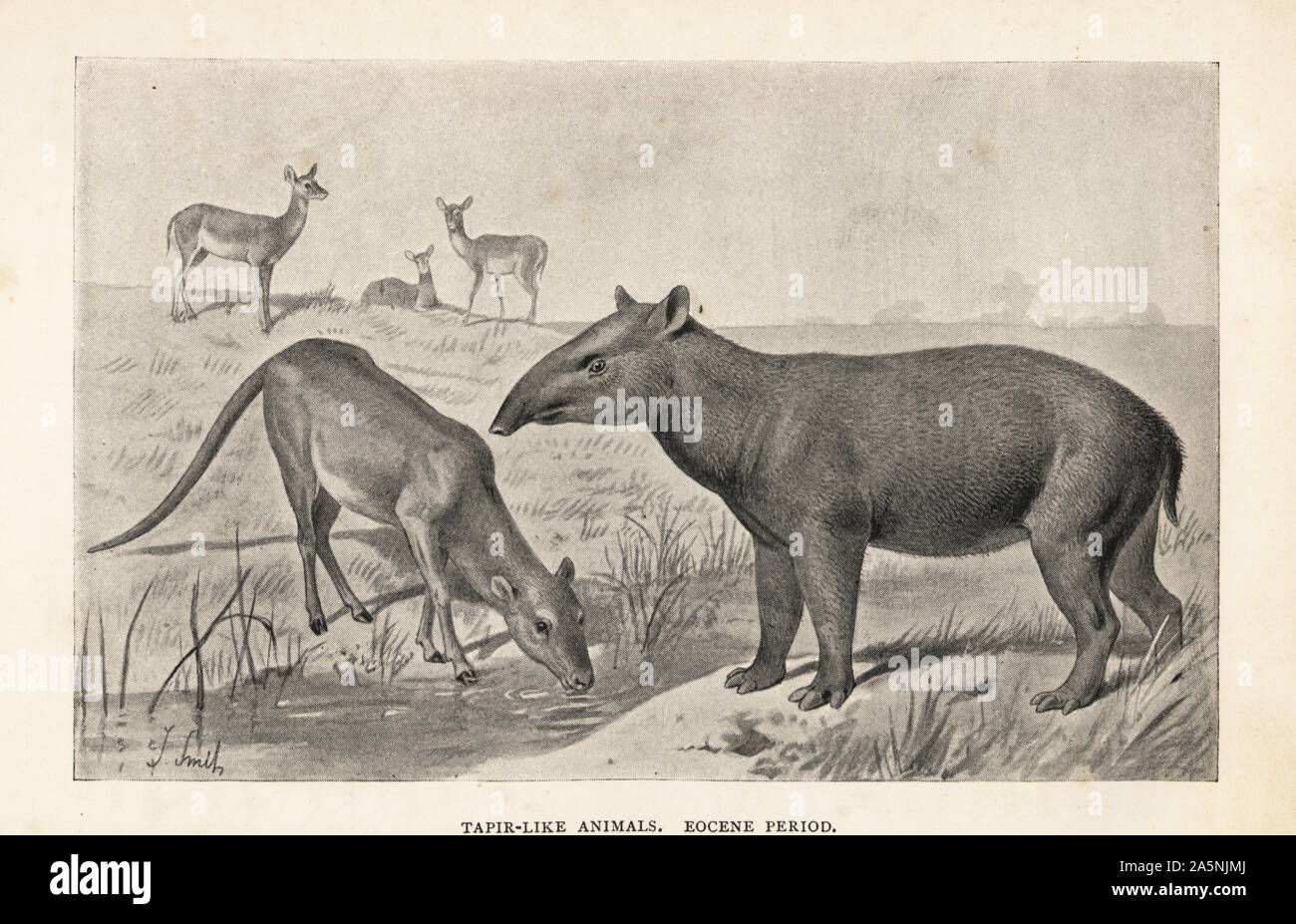 Evolution illustration victorian hi-res stock photography and images ...