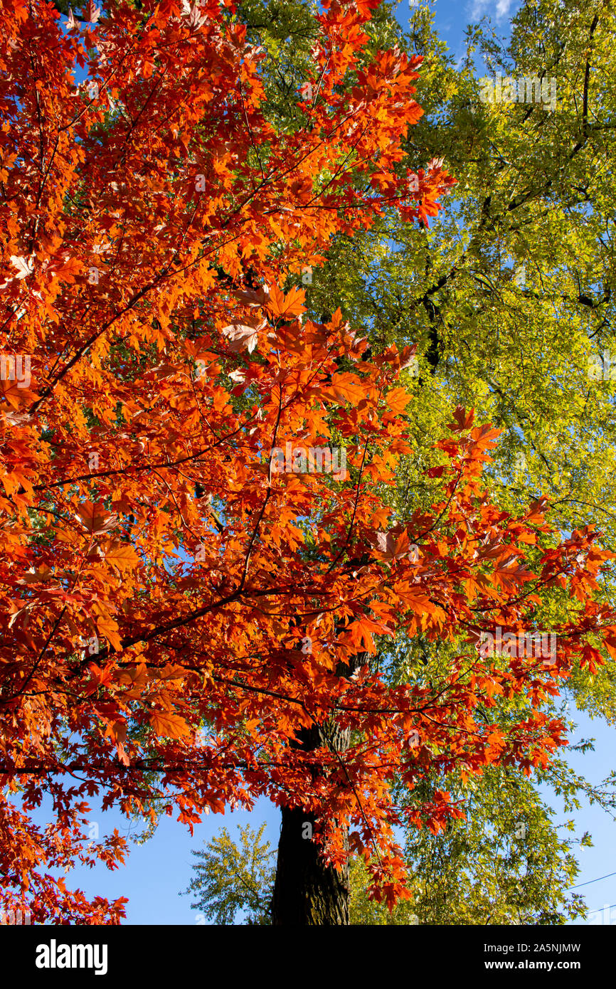 Looking up trees as they change colors in the fall Stock Photo - Alamy