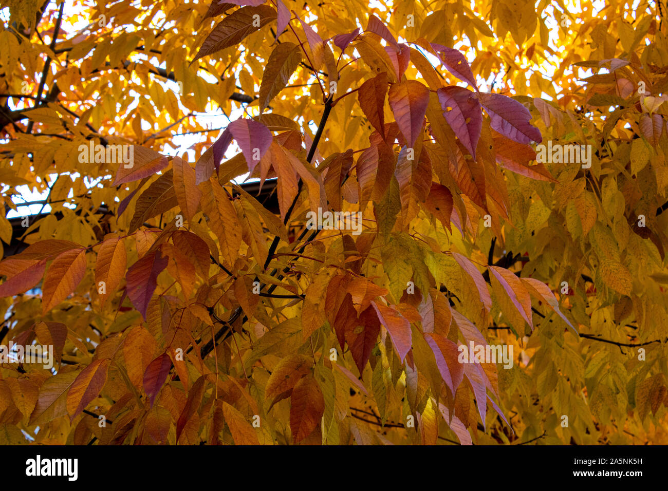Close up of leaves changing color in the Fall Stock Photo - Alamy