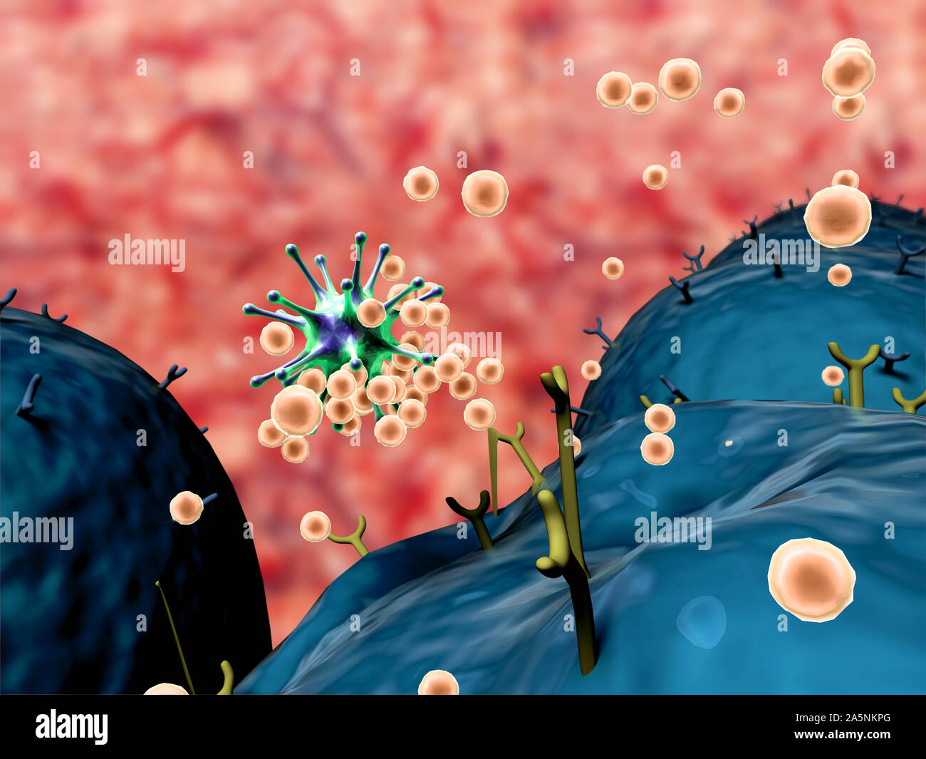 field of cells with receptors, Human Immune System attack the virus ...