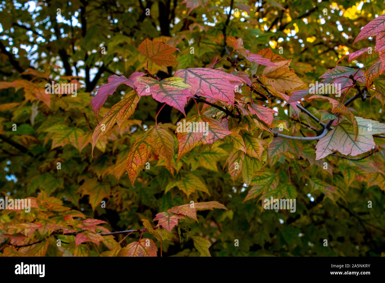 Close up of leaves changing color in the Fall Stock Photo - Alamy