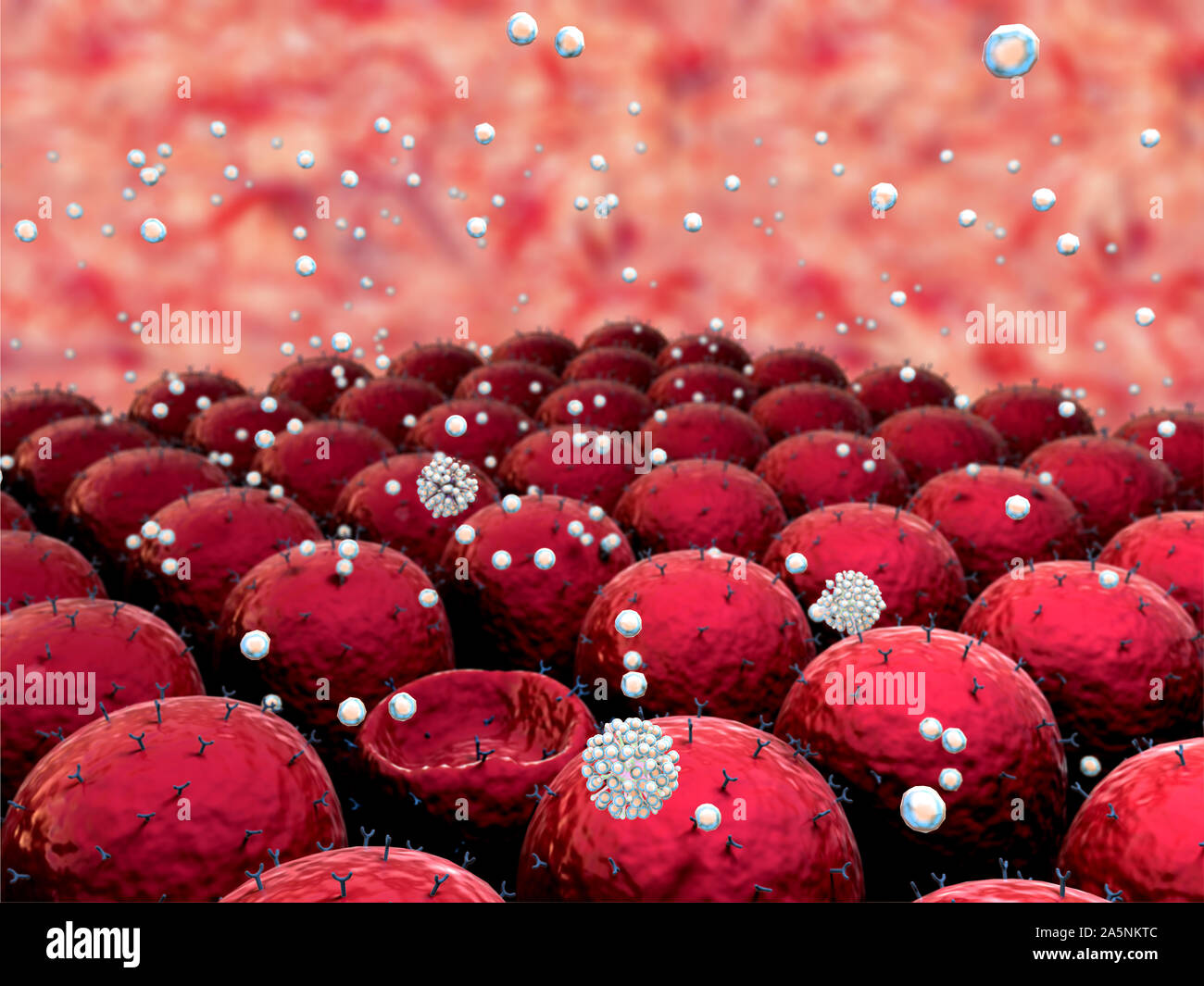 field of cells with receptors, Human Immune System attack the virus ...