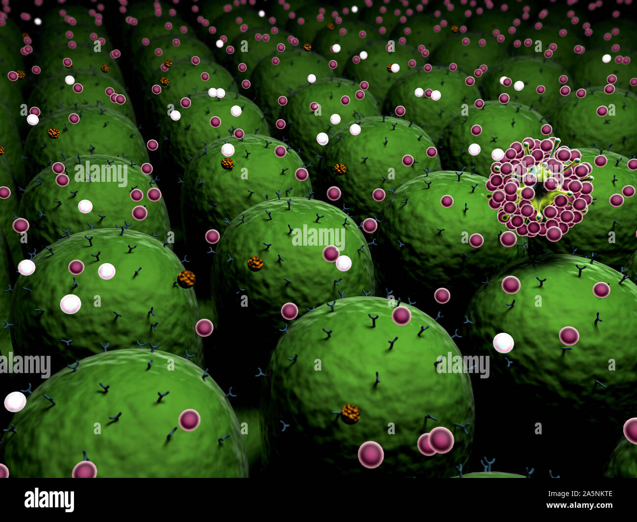 field of cells with receptors, Human Immune System attack the virus ...