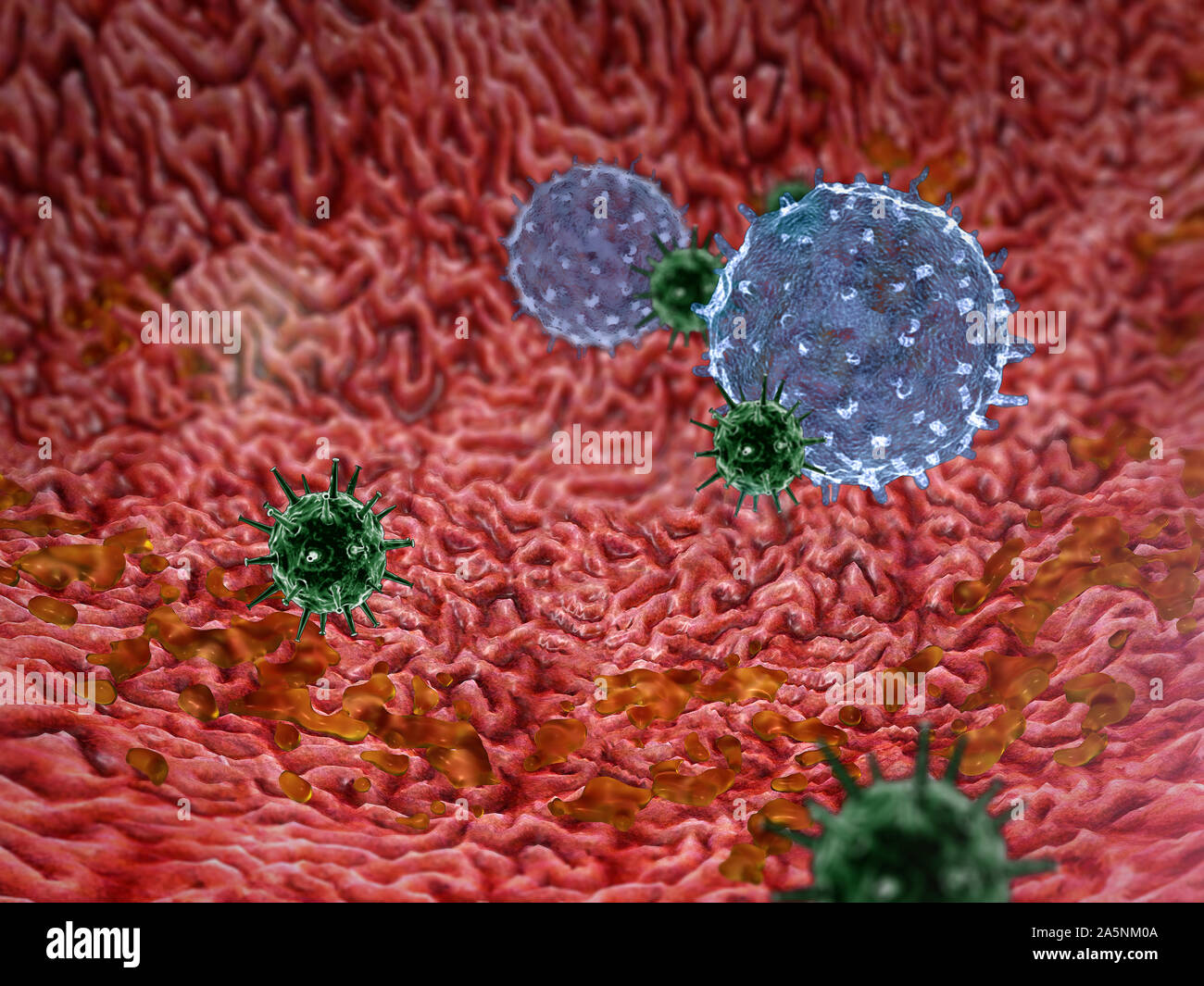 inside the human body, medical 3D graphics, lymphocyte, Lymphocytes ...