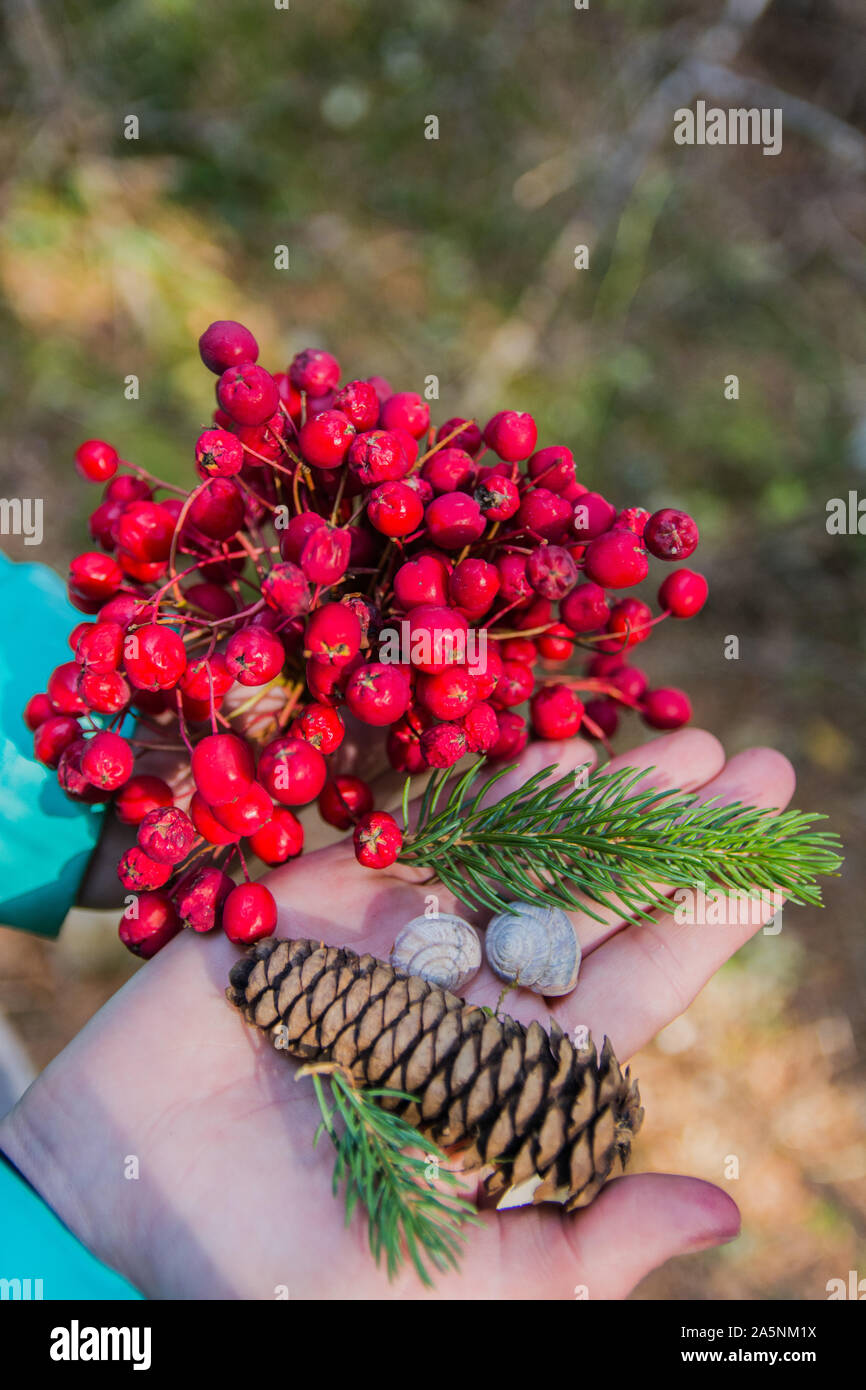 Ashberry hi-res stock photography and images - Alamy