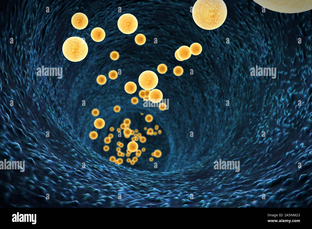 inside of the esophagus, white blood cells inside the blood vessel ...
