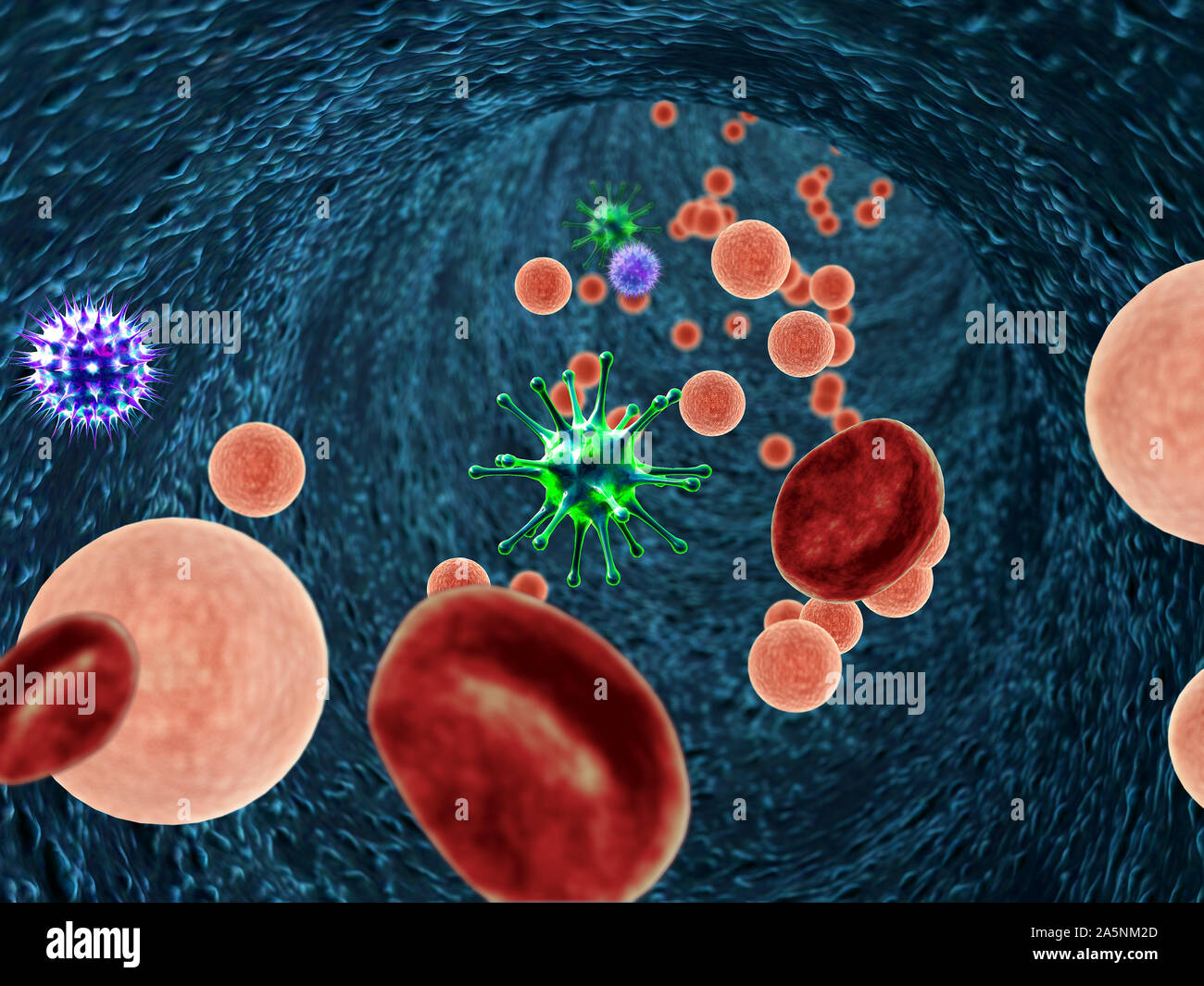 inside the blood vessel, white blood cells inside the blood vessel ...