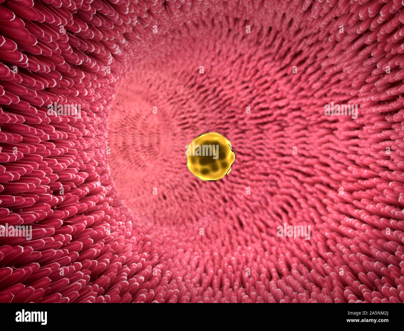 surface of intestines, artery shown with a cut out section, Contraction ...