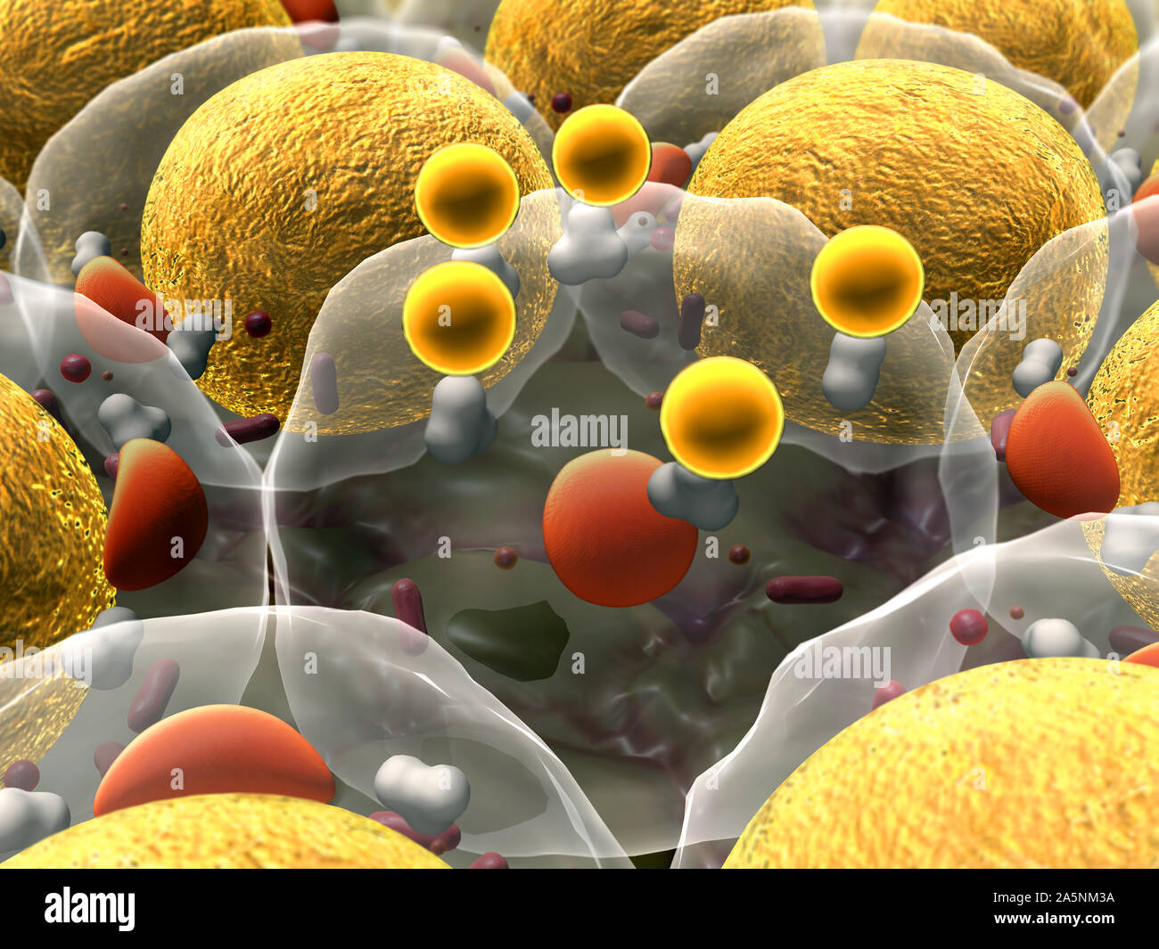 High quality 3d render of fat cells, cholesterol in a cells, field of ...