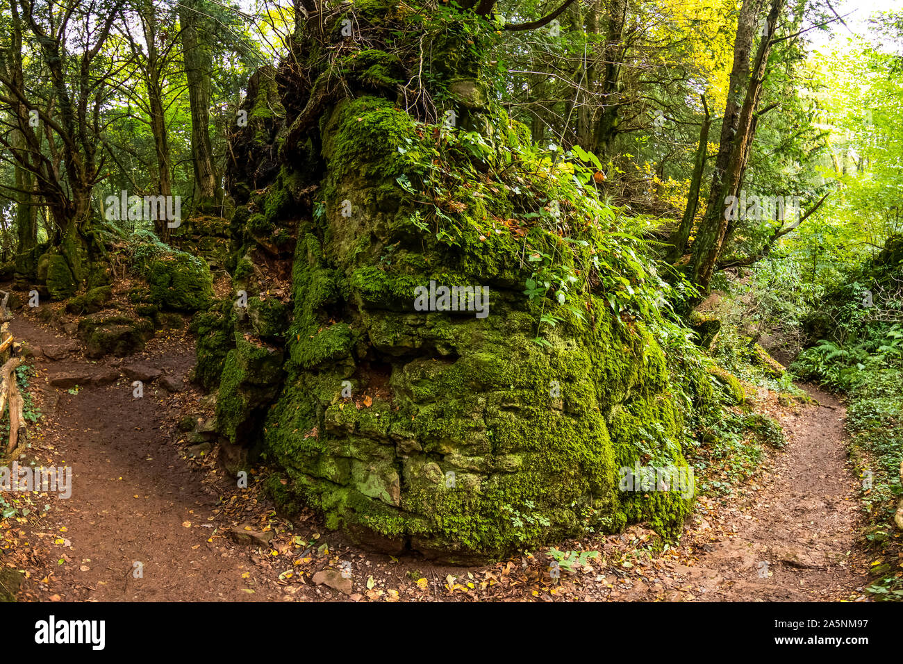 Landscapes of this ancient Yew wood and scowle. Autumn at Puzzlewood in ...