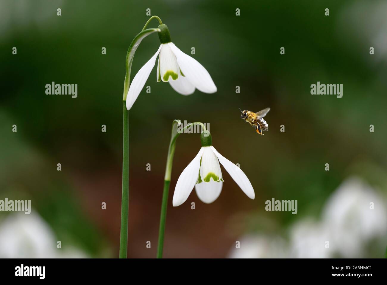 Snowdrop honey bee hi-res stock photography and images - Alamy