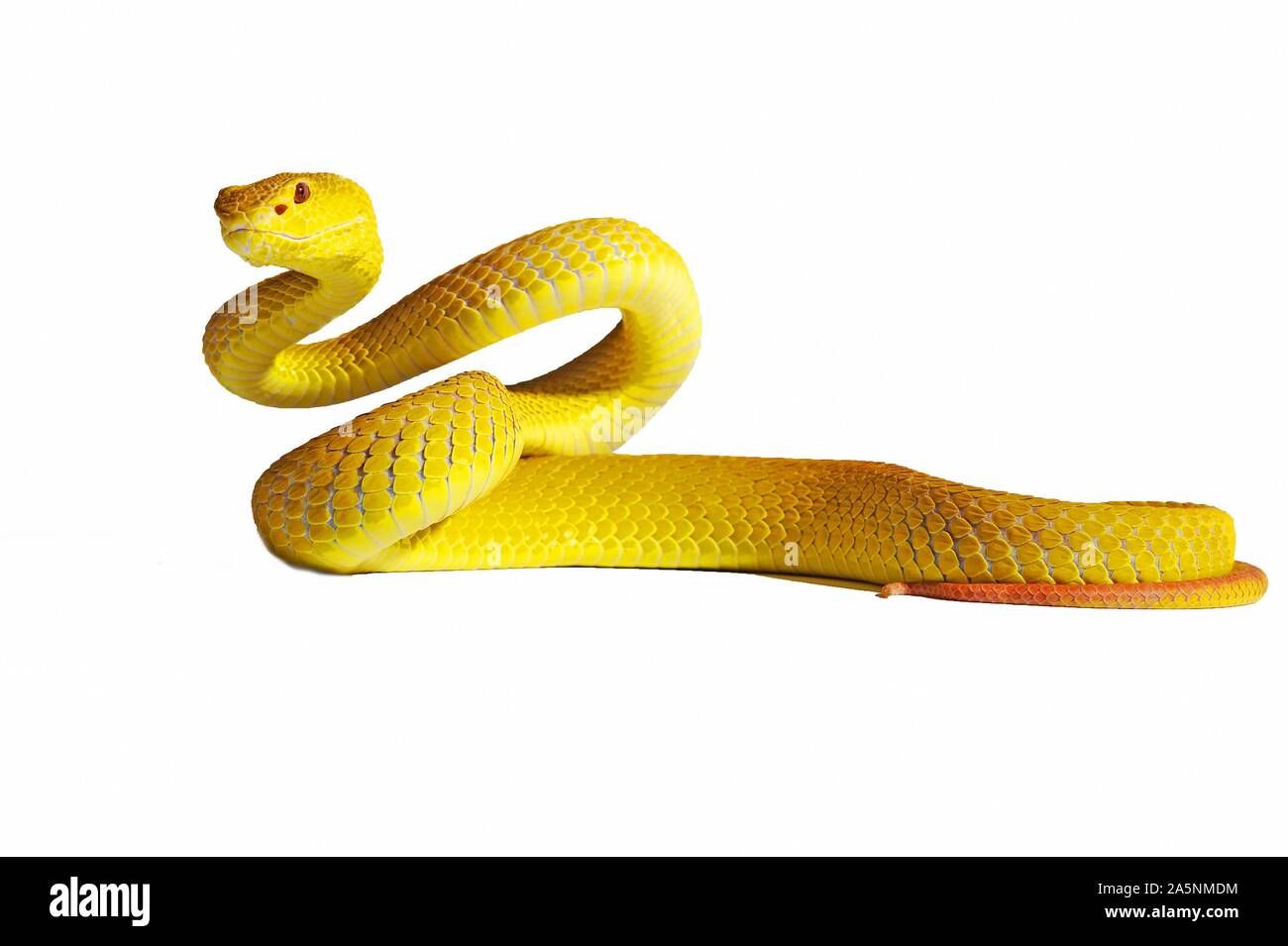 White-lipped Island Pit Viper (Trimeresurus insularis), white ...