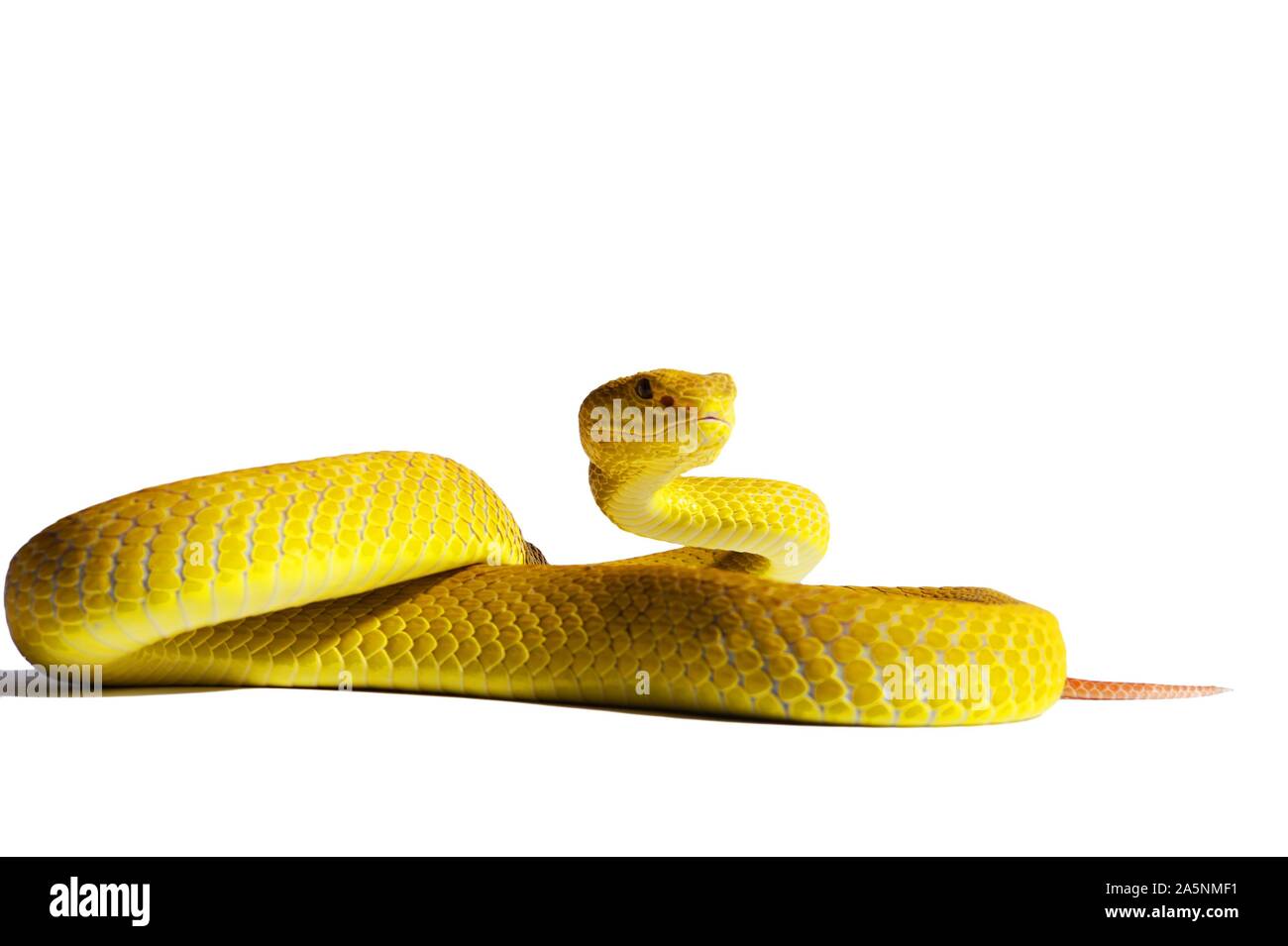 White-lipped Island Pit Viper (Trimeresurus insularis), white ...