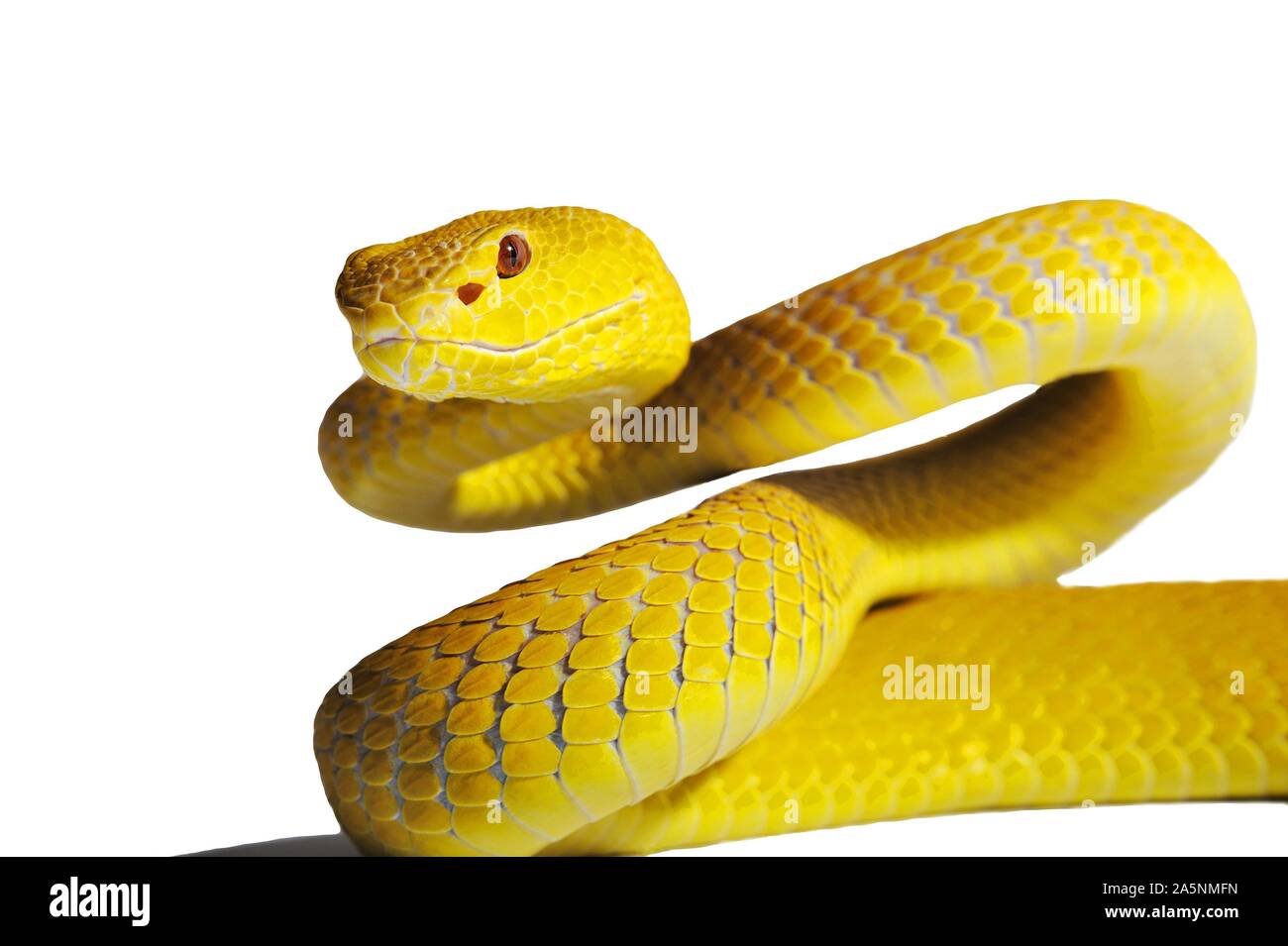 White-lipped Island Pit Viper (Trimeresurus insularis), animal portrait ...