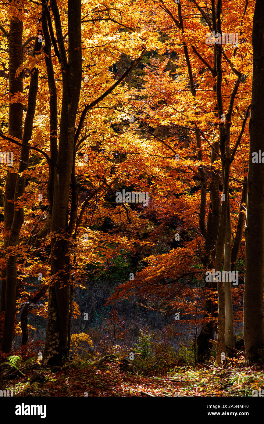 beautiful background of golden autumn forest Stock Photo - Alamy