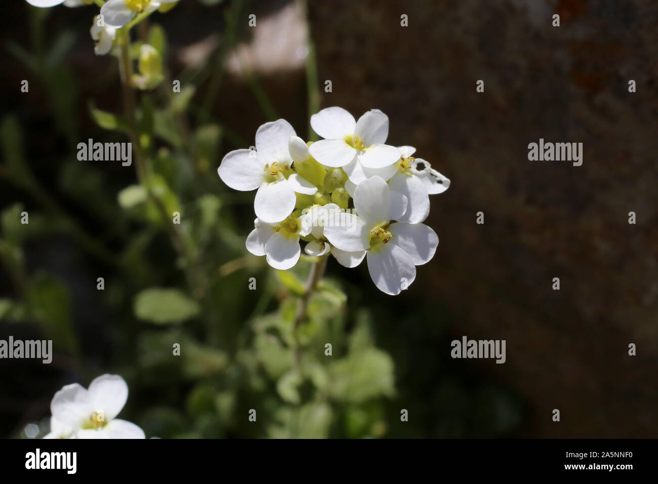 Arabis alpina hi-res stock photography and images - Alamy