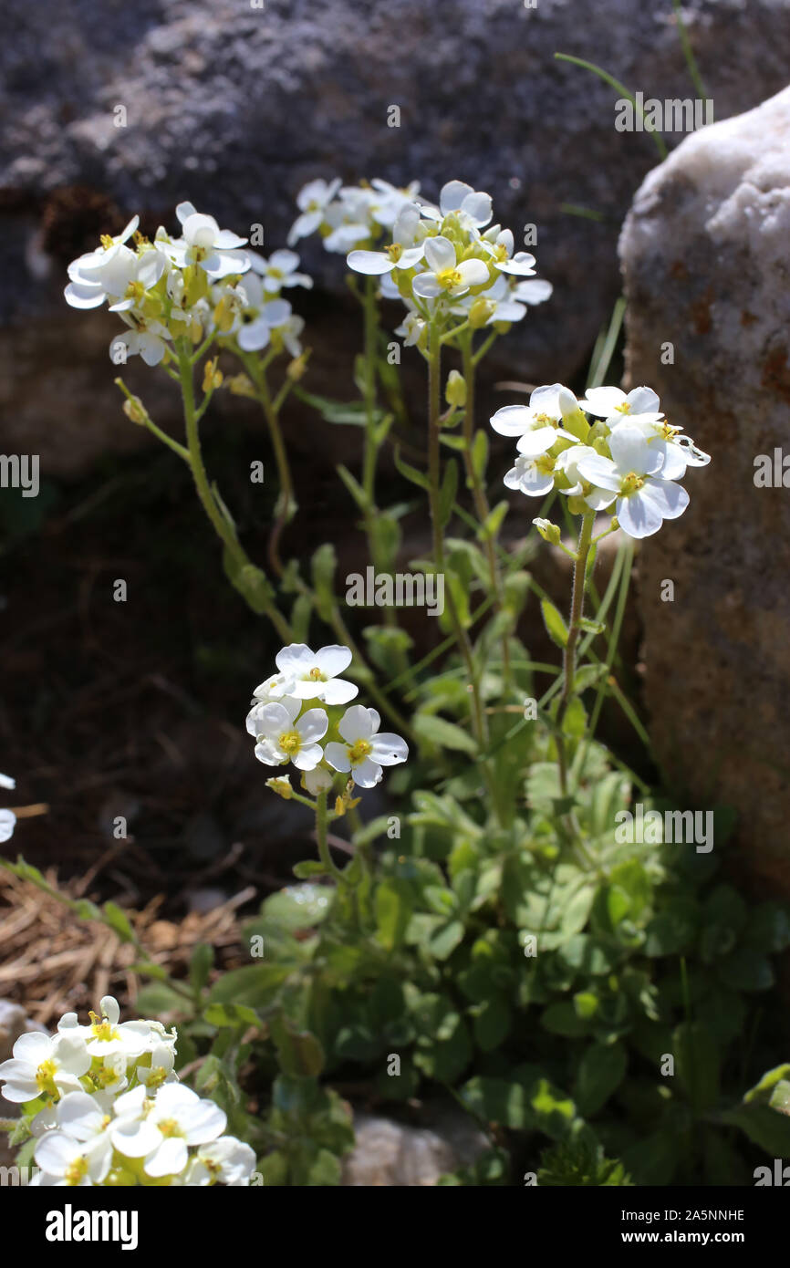 Arabis alpina - wild flower Stock Photo - Alamy