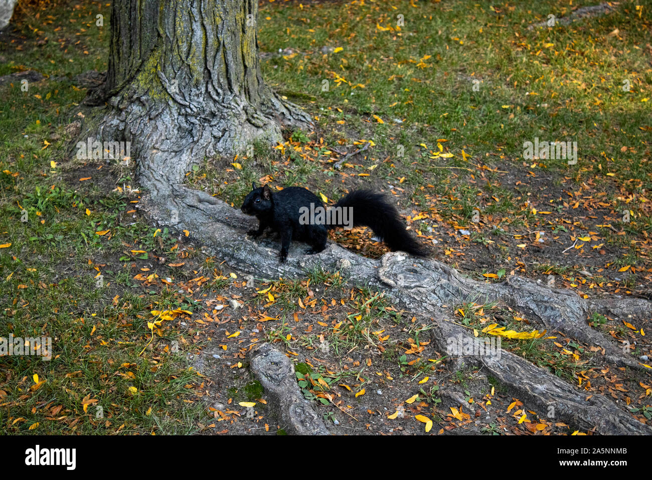 Tree root on ground hi-res stock photography and images - Alamy