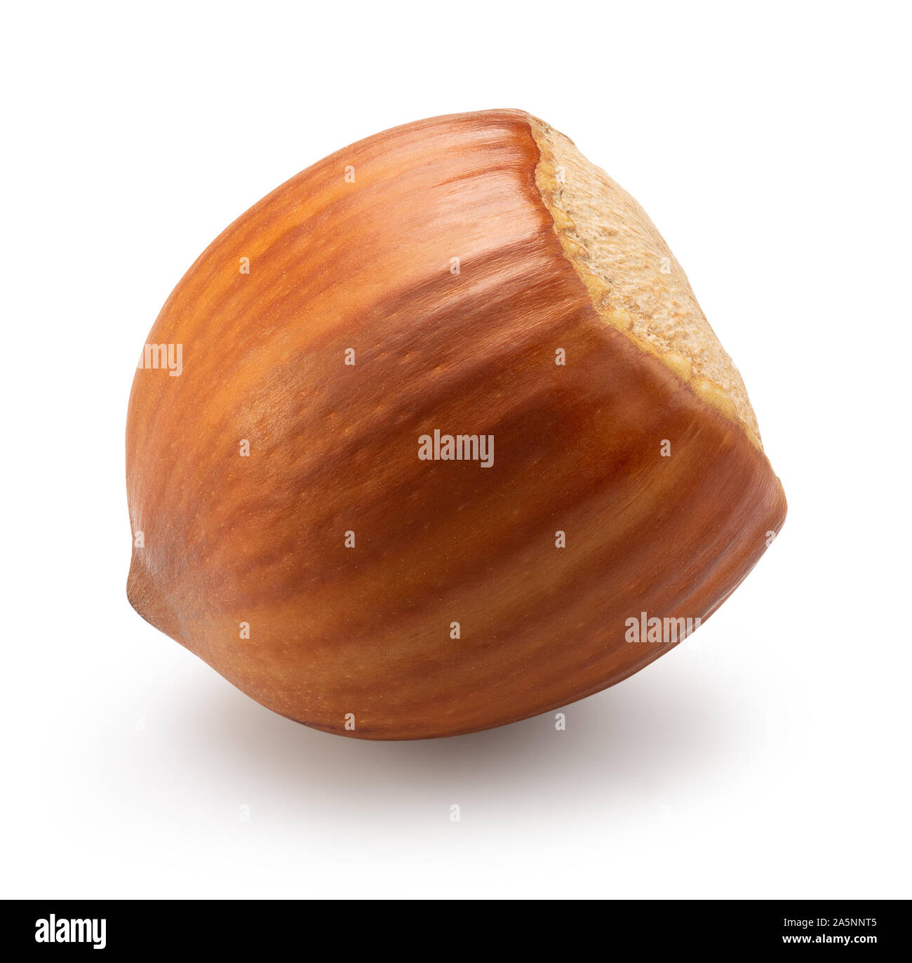 Hazelnut in shell hi-res stock photography and images - Alamy