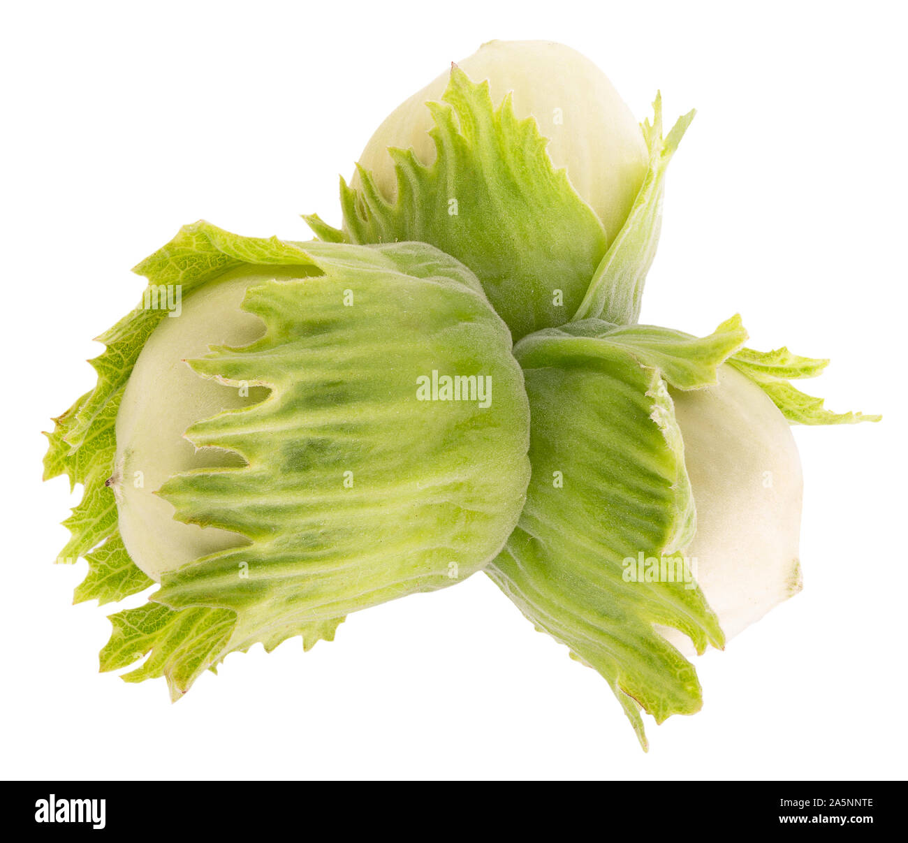 Fresh hazelnuts shell leaf Cut Out Stock Images & Pictures - Alamy