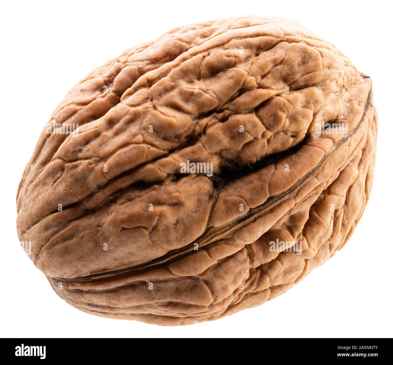 walnut in shell isolated on a white background Stock Photo - Alamy