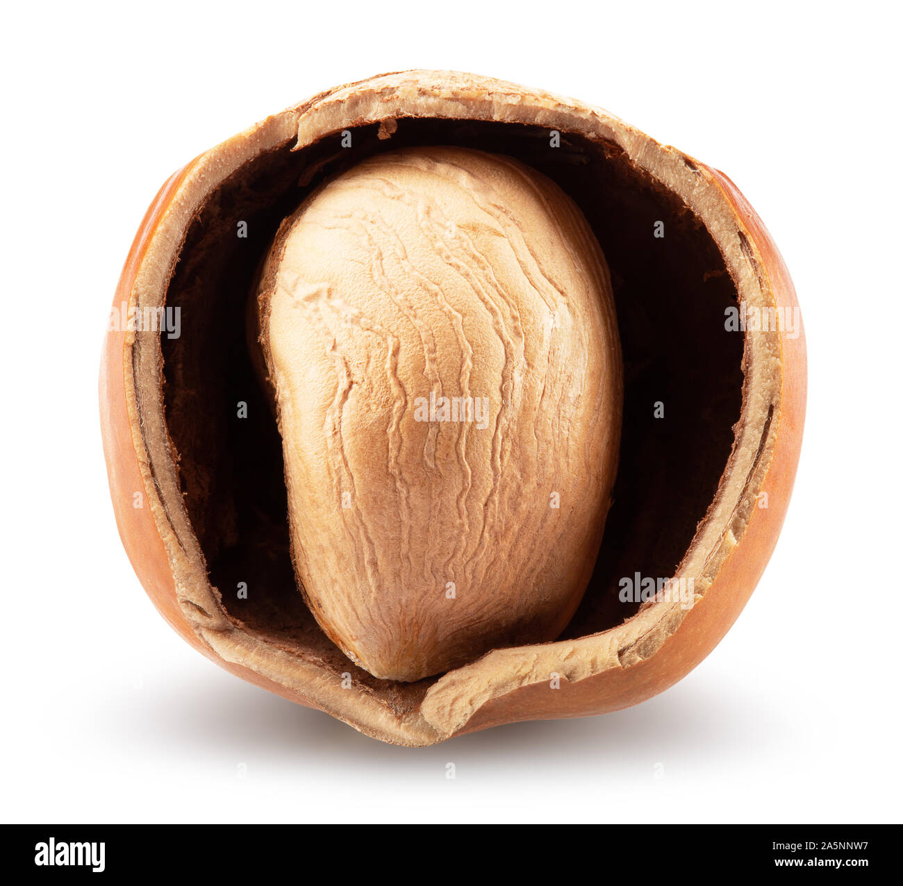 hazelnut in broken shell isolated on a white background Stock Photo - Alamy