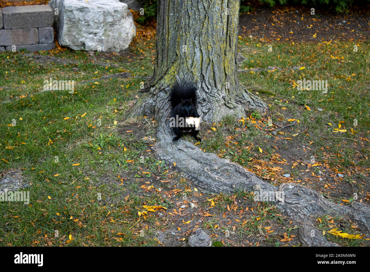 Little squirrel eating a piece of cake Stock Photo - Alamy