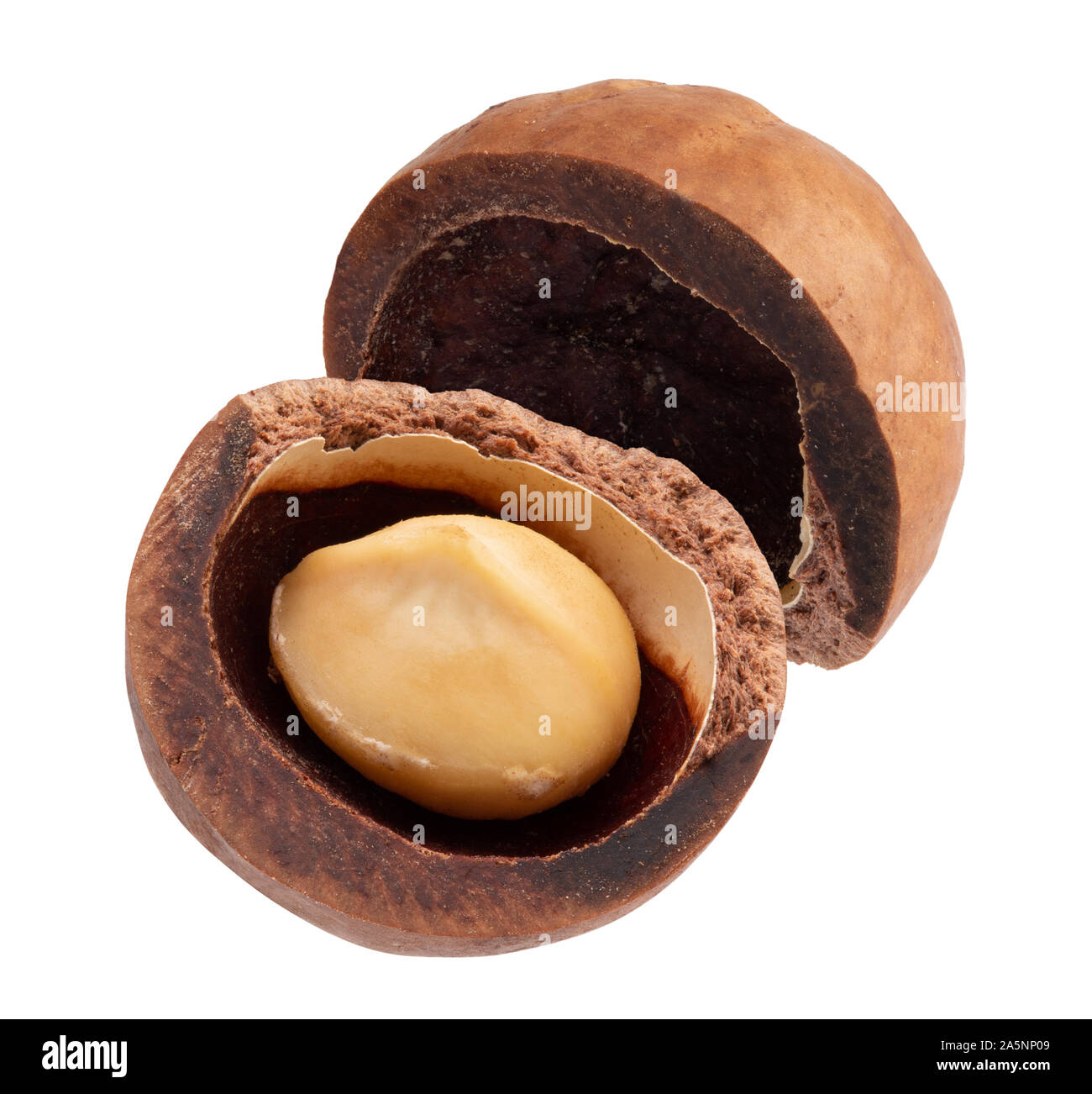 macadamia nut in broken shell isolated on a white background Stock ...