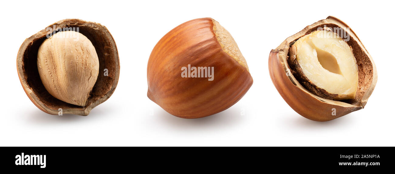 collection of hazelnuts in shell isolated on a white background Stock ...