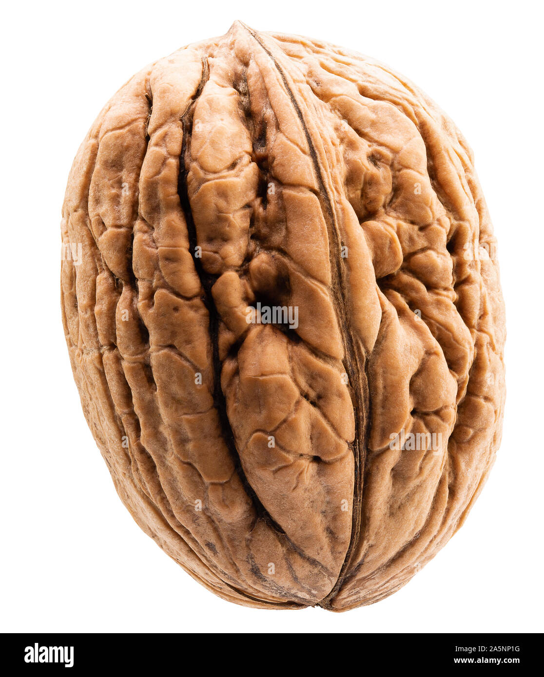 walnut in shell isolated on a white background Stock Photo - Alamy