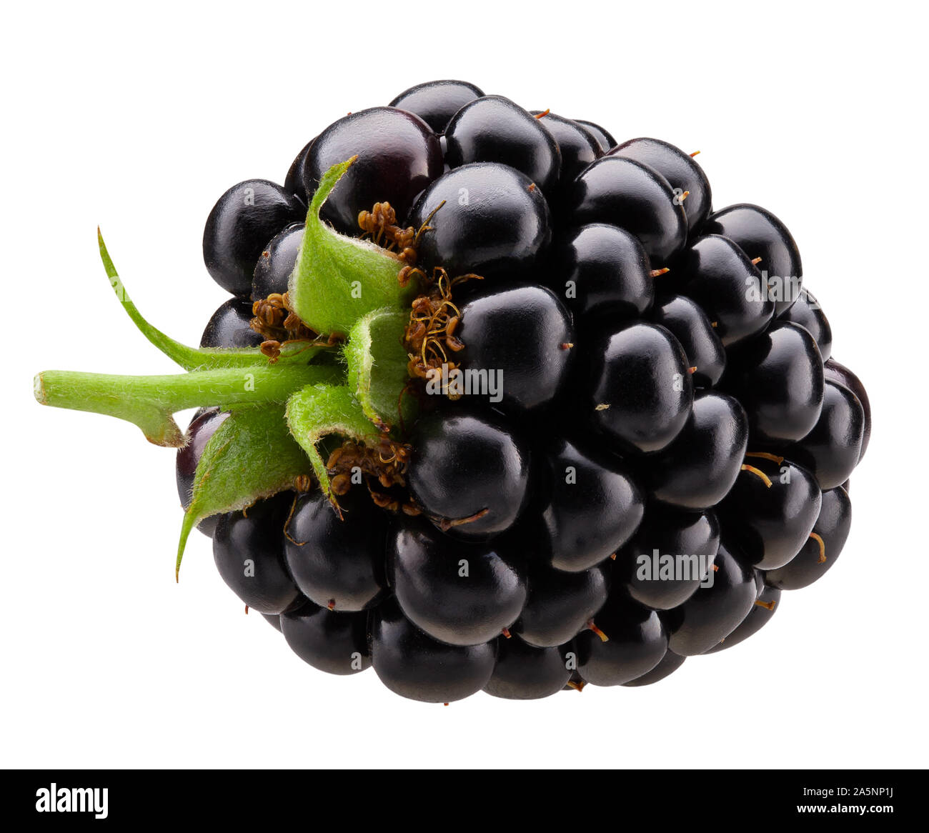 blackberry isolated on a white background Stock Photo - Alamy