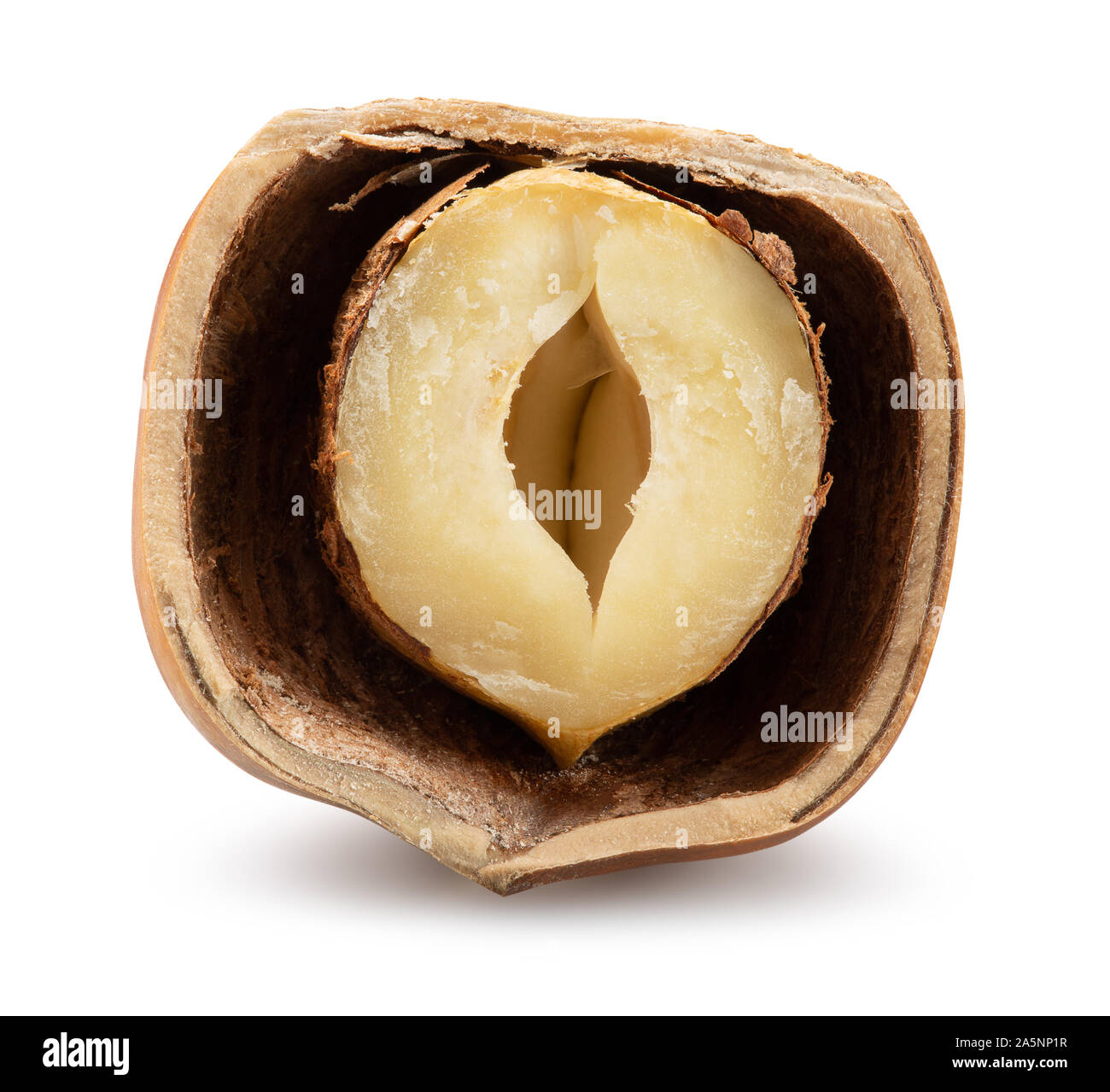 hazelnut in broken shell isolated on a white background Stock Photo - Alamy