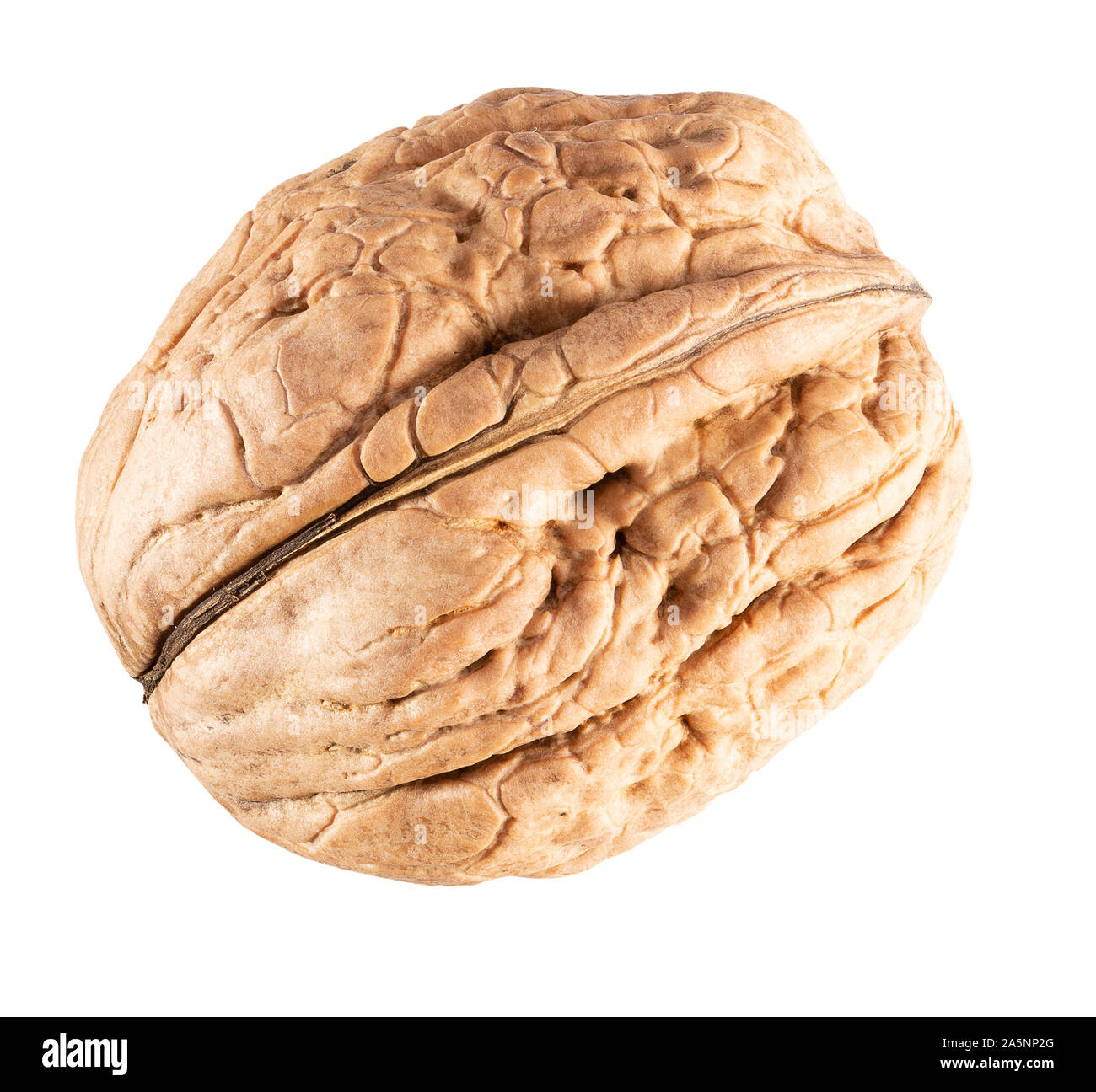 walnut in shell isolated on a white background Stock Photo - Alamy