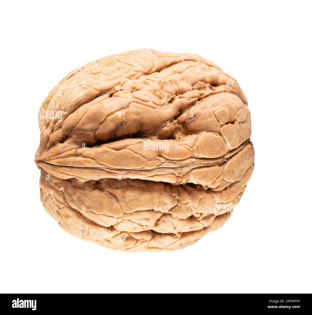 walnut in shell isolated on a white background Stock Photo - Alamy