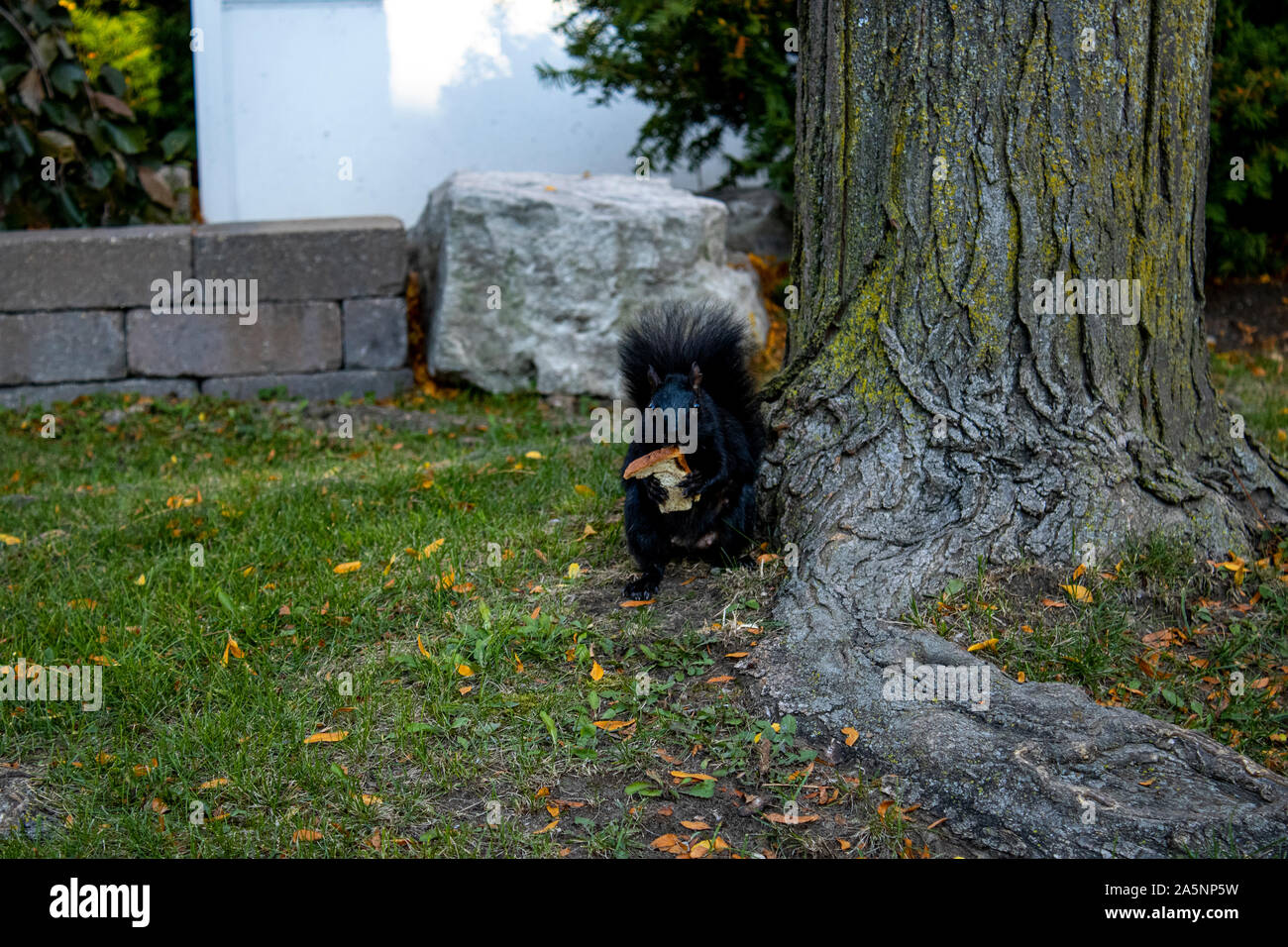 Little squirrel eating a piece of cake Stock Photo - Alamy