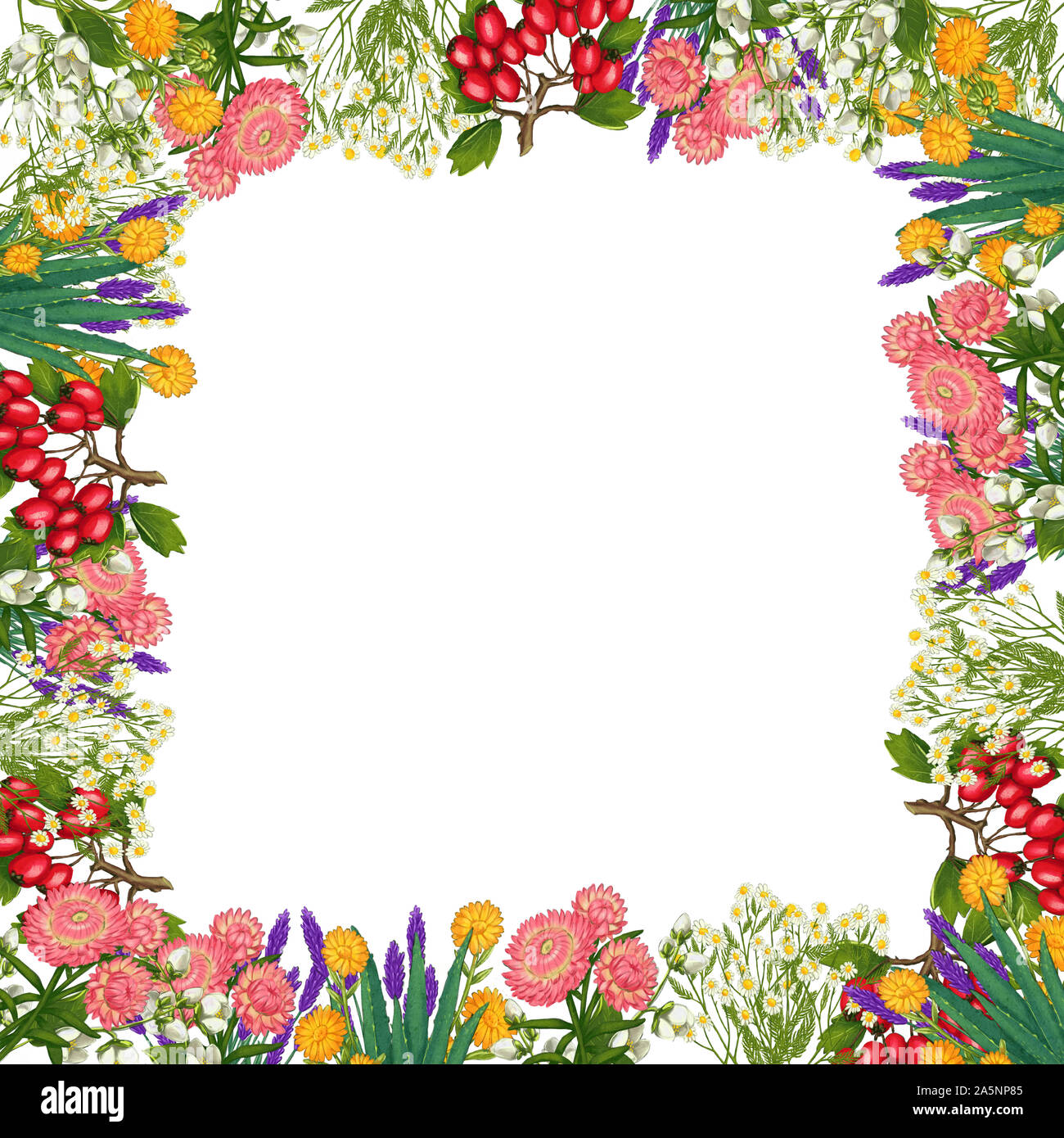 Hand drawn medicinal plant frame. Healing herbs border. isolated on ...