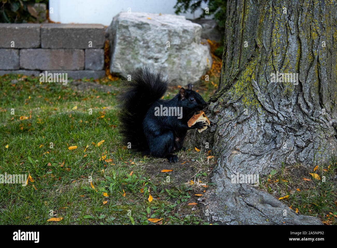 Little squirrel eating a piece of cake Stock Photo - Alamy