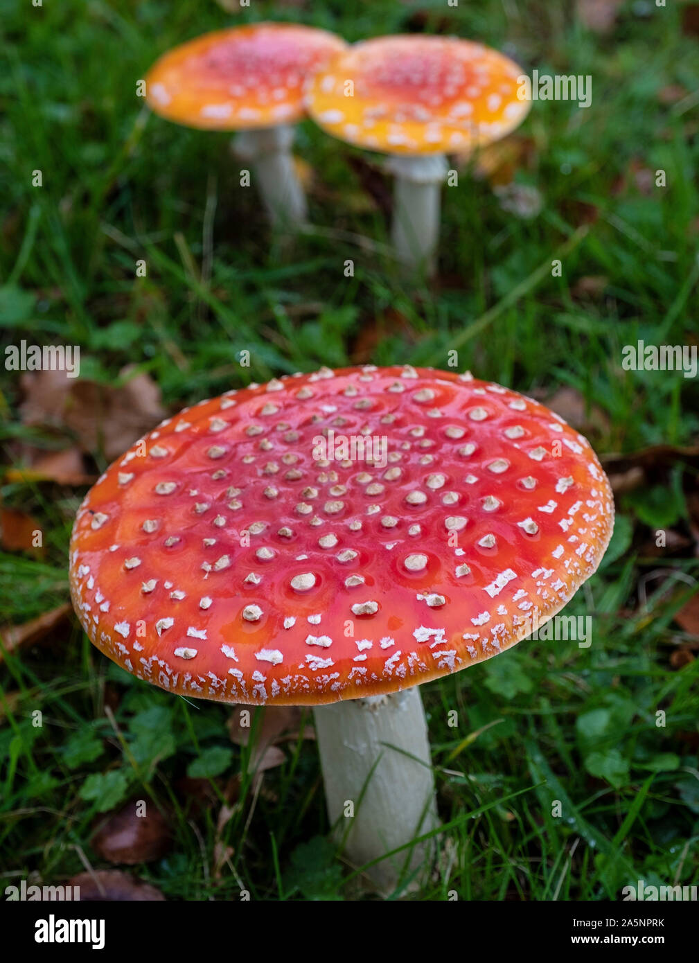 Mystical Wild poisonous toadstools Fly agaric Amanita muscaria in ...