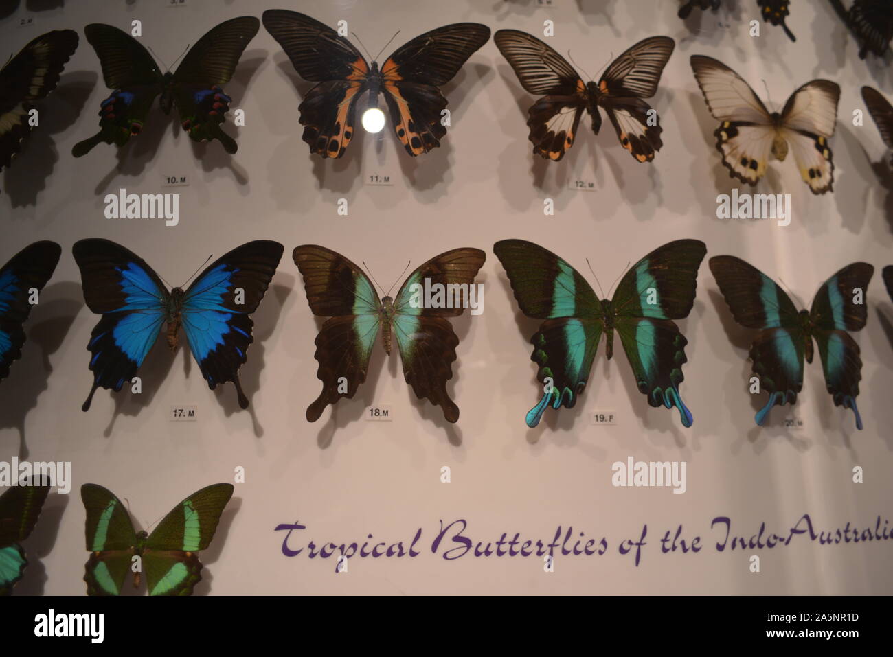 Museum australia insect hi-res stock photography and images - Alamy