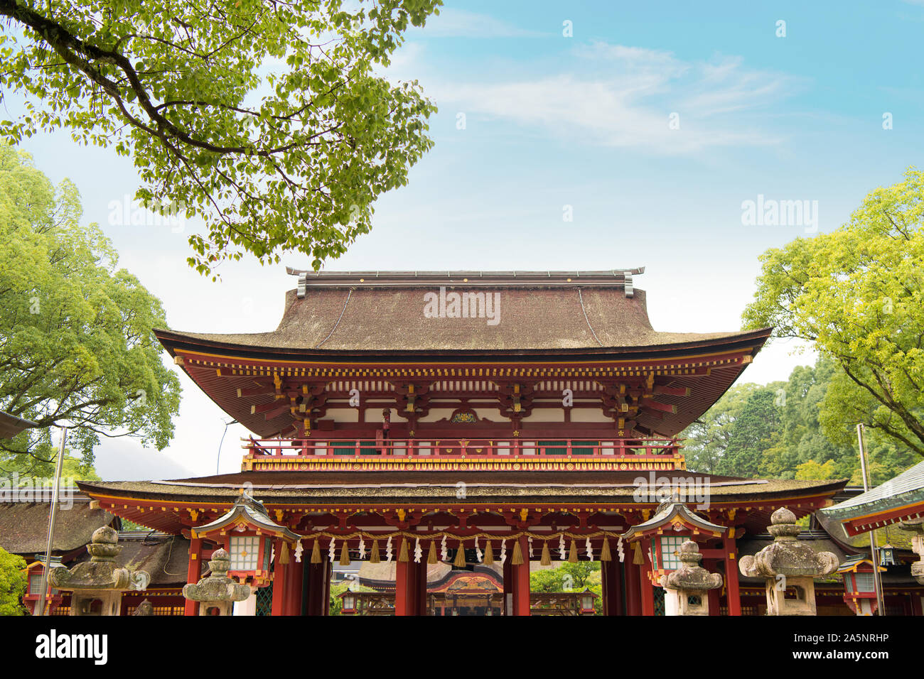 Autumn maple red with Wild deer roam free in Nara Park, Nara, Japan ...